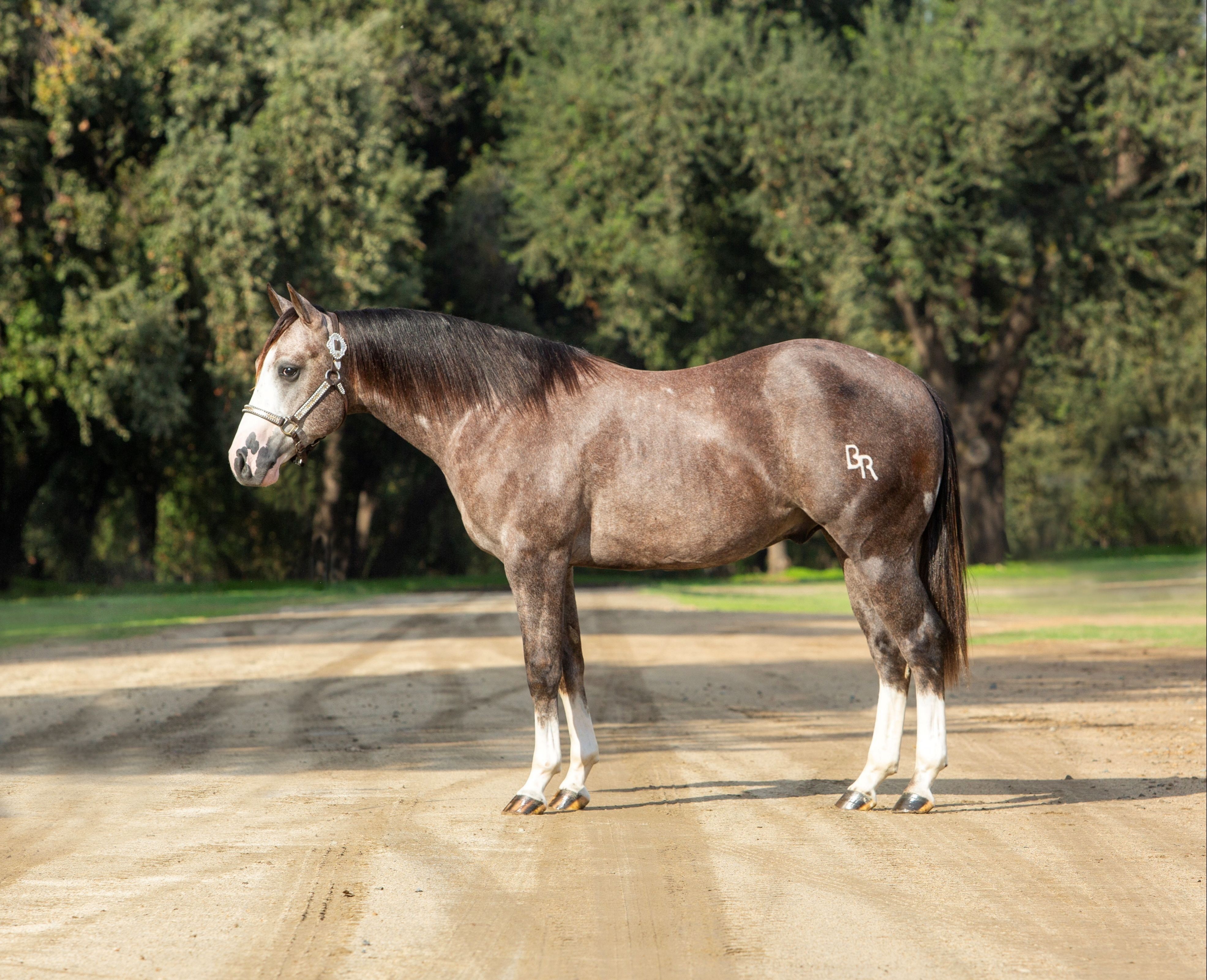 Americas Back | NRHA