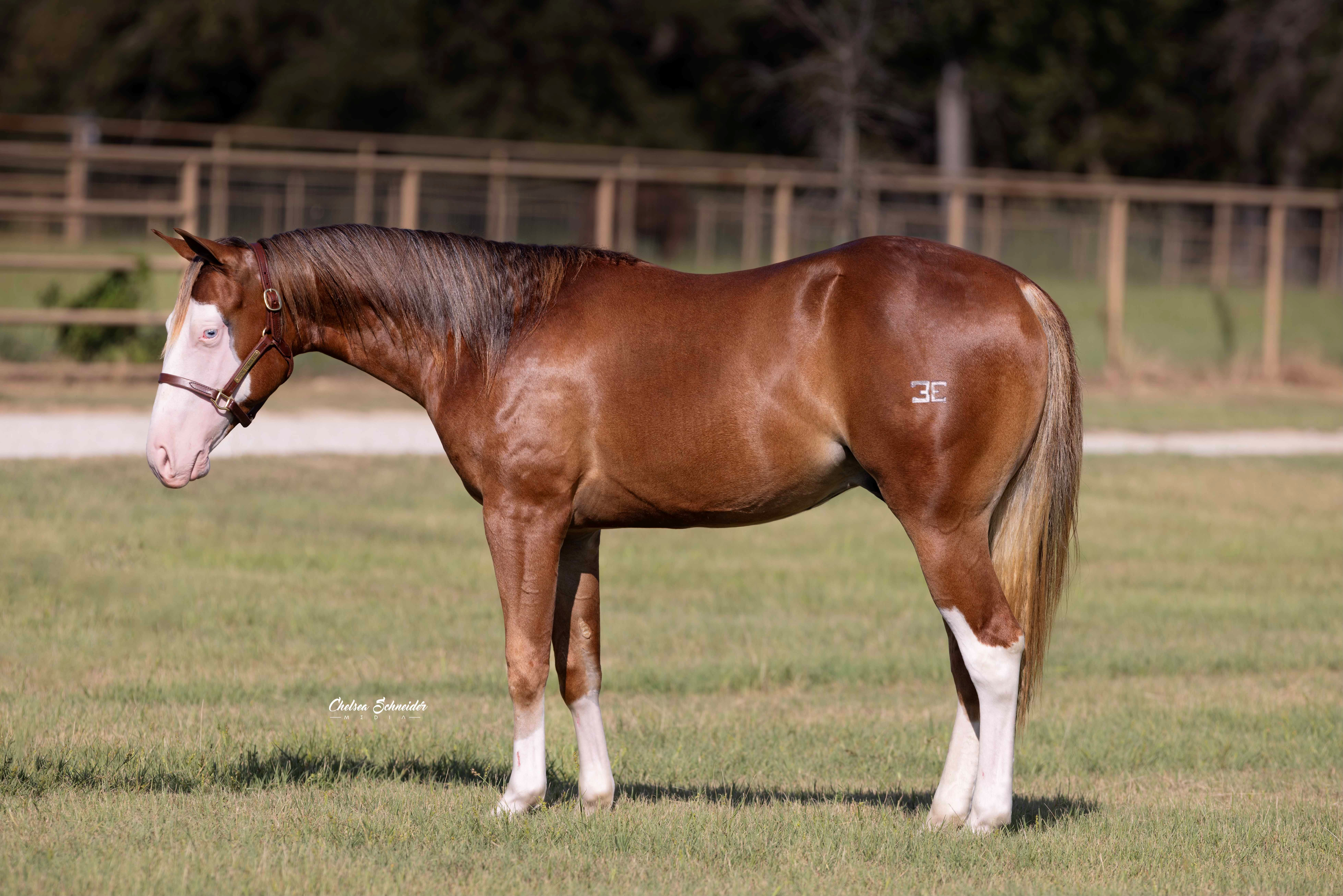 Mine All Minee | NRHA