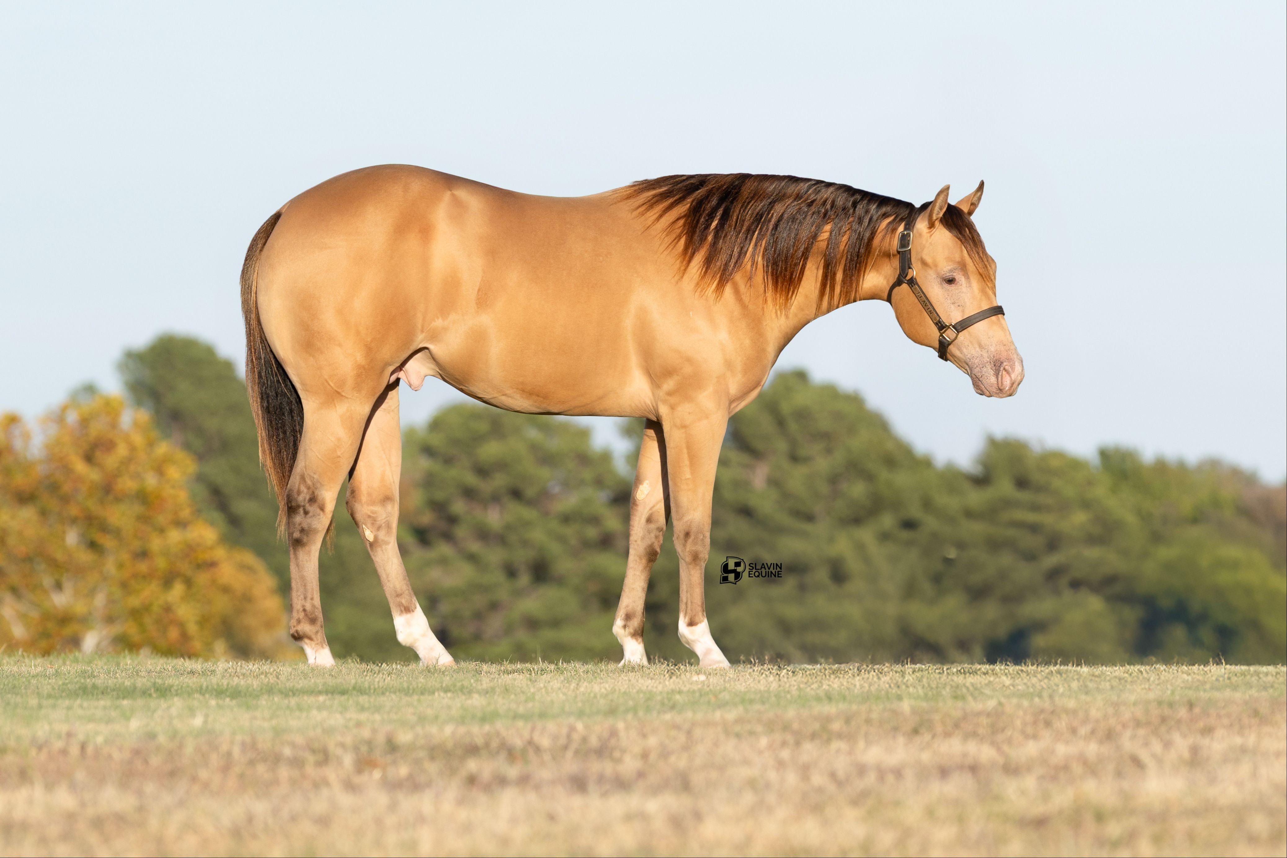Smokin Big Cigars | NRHA
