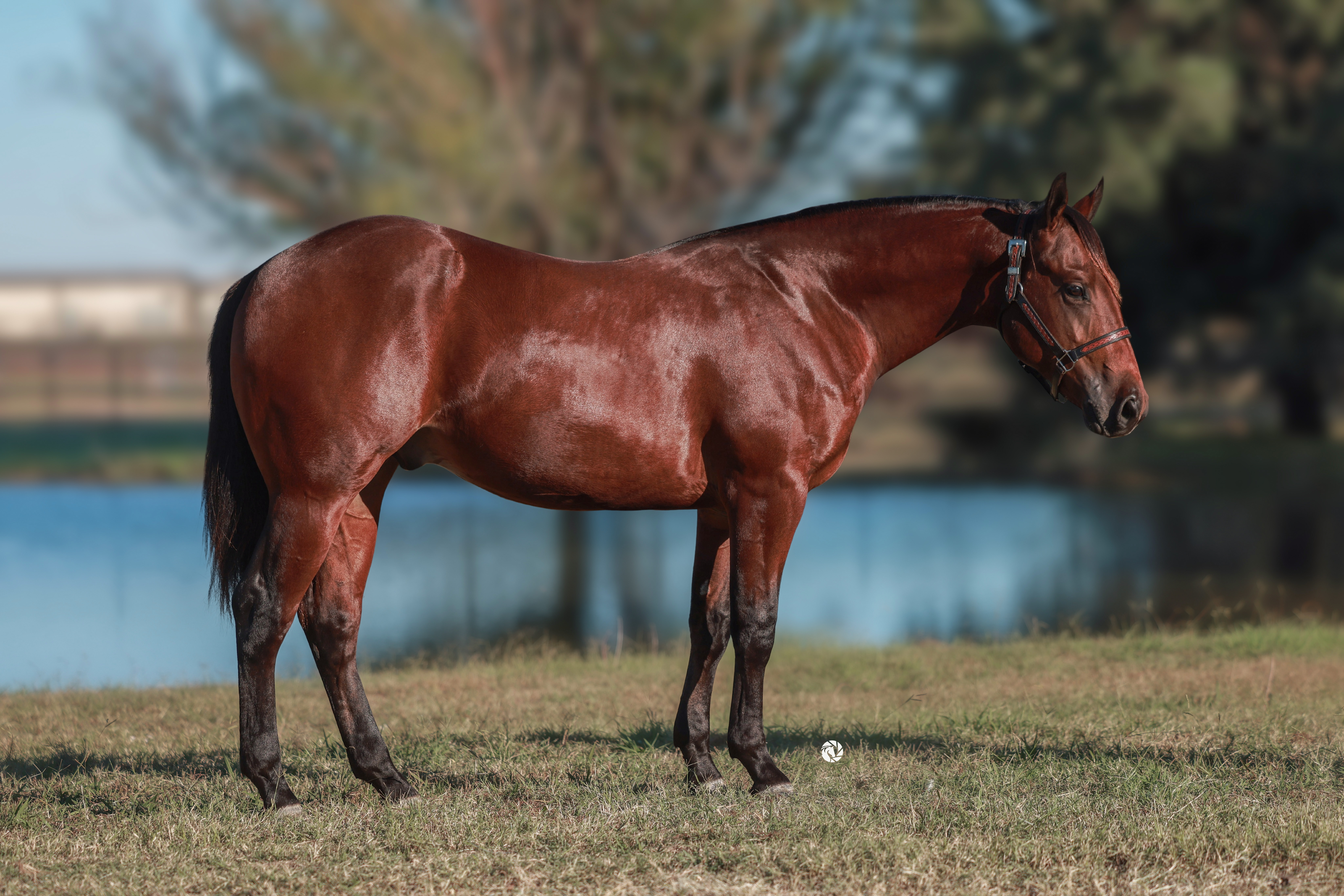 Blues Electric Spook | NRHA